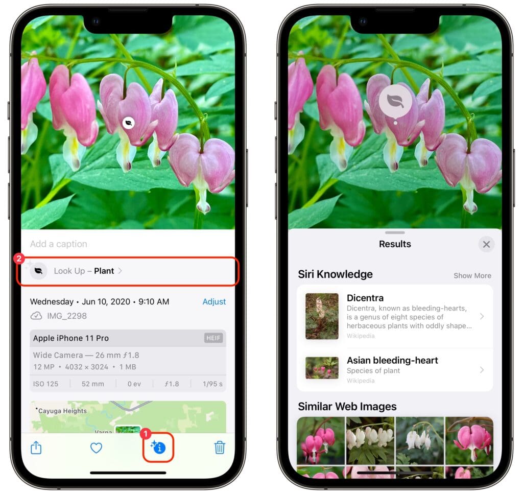 Use Visual Look Up in Photos in iOS 15 to Identify Plants, Pets, and ...